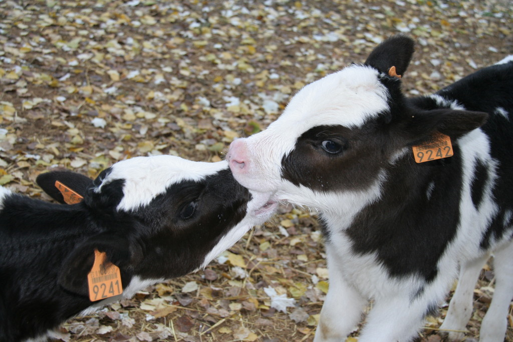 Kalfjes - Van Bussel BV